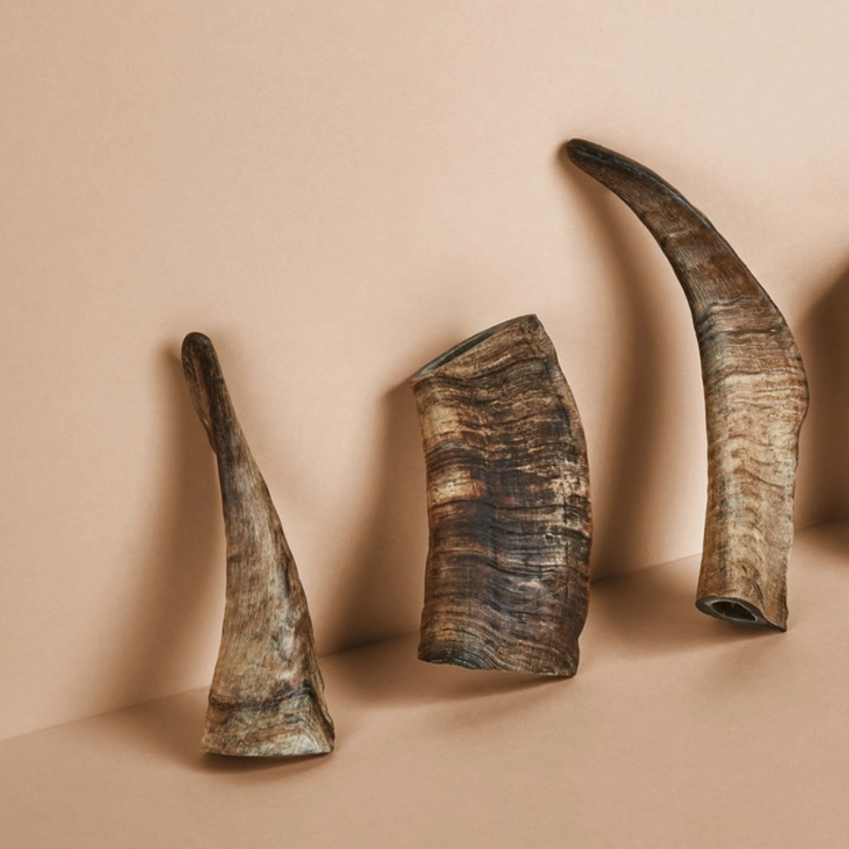Canophera Fårehorn // 100% naturlig og holdbar tyggesnack (flere størr ...